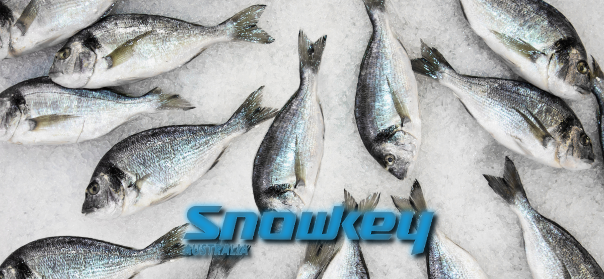Why Flake Ice Is Essential for the Seafood Industry